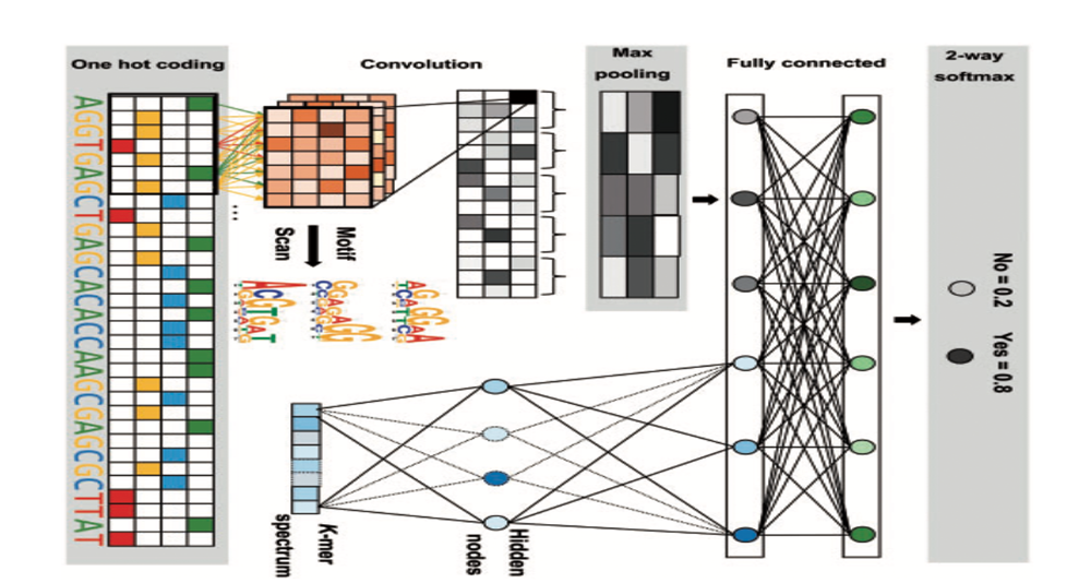Chromatin accessibility prediction via a hybrid deep convolutional neural network | Liu Lab