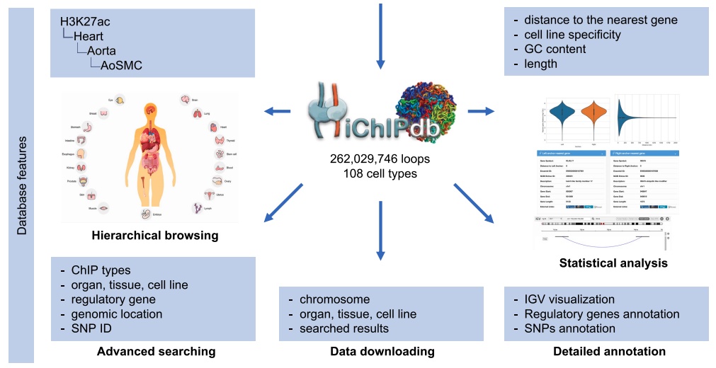 HiChIPdb: a comprehensive database of HiChIP regulatory interactions | Liu Lab